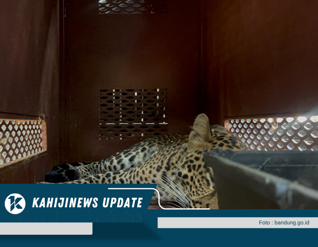 Macan Tutul Masuk Hotel di Bandung Tim Gabungan Berhasil Evakuasi - Kahijinews